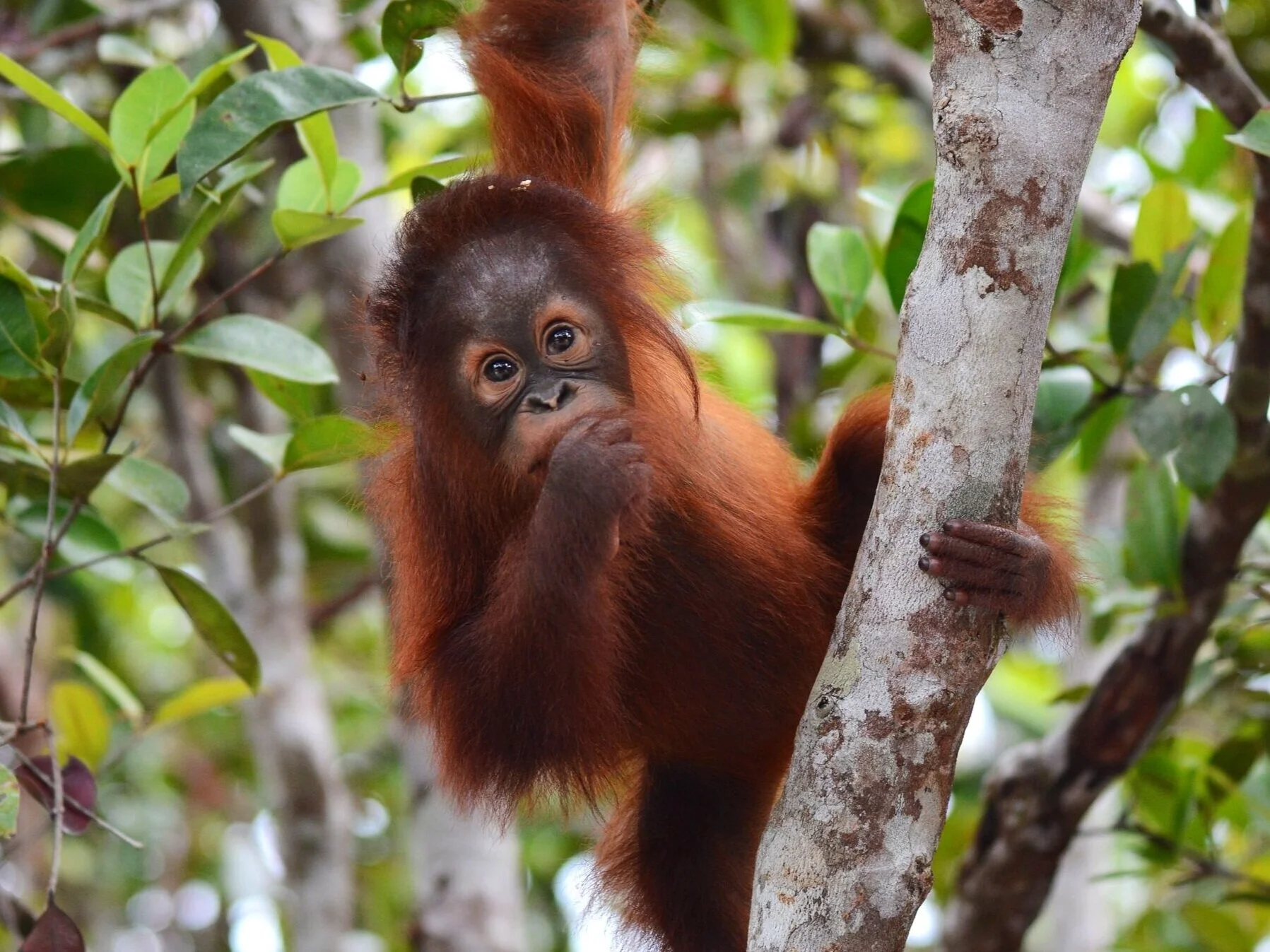 Adopt — Orangutan Foundation