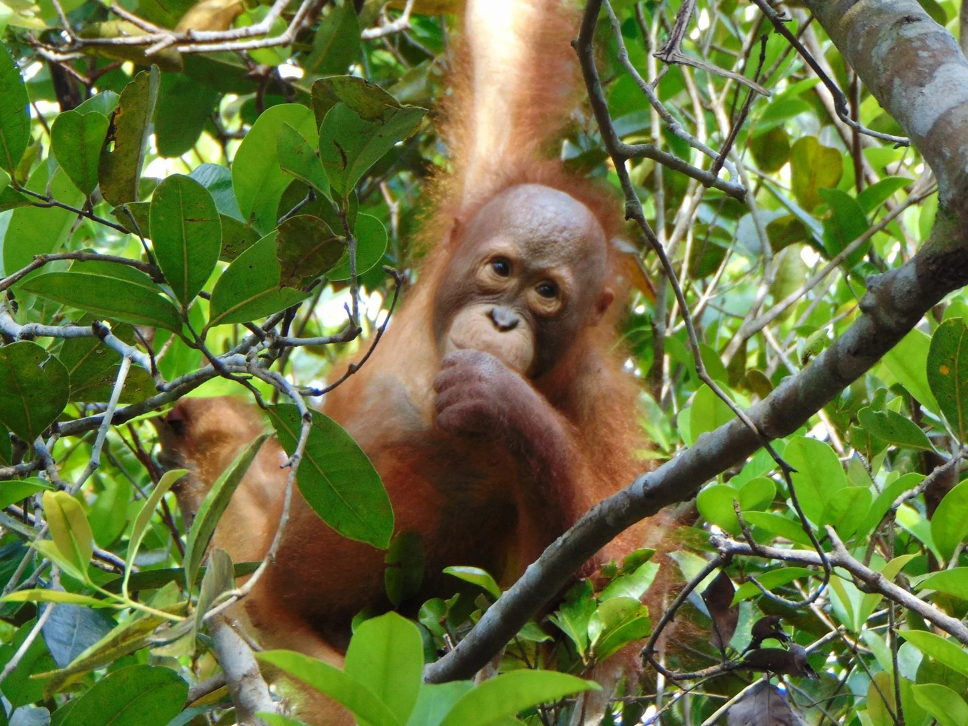 Orangutan Stories: Boy — Orangutan Foundation