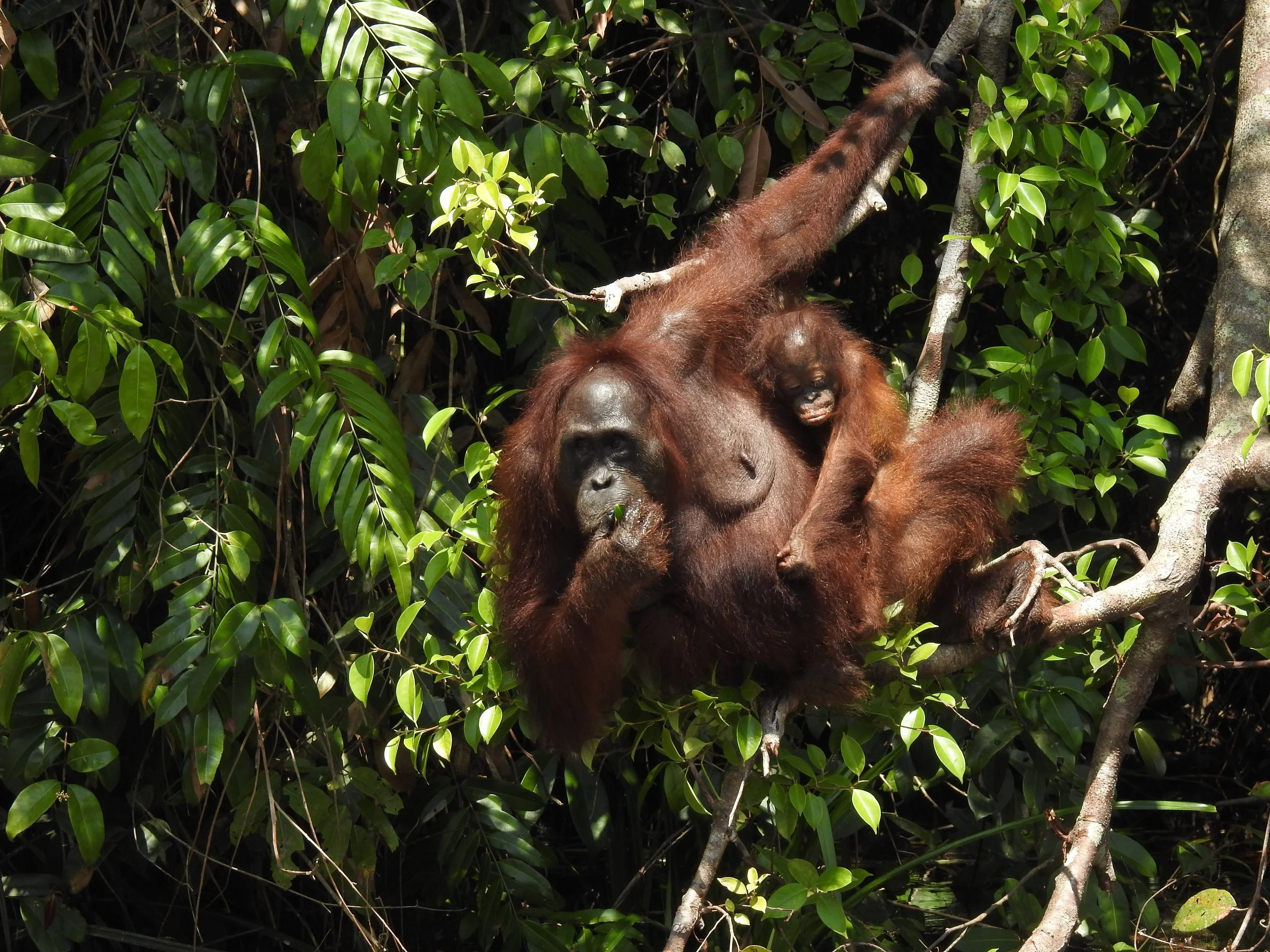 Orangutan Stories: Queen & Quentin — Orangutan Foundation