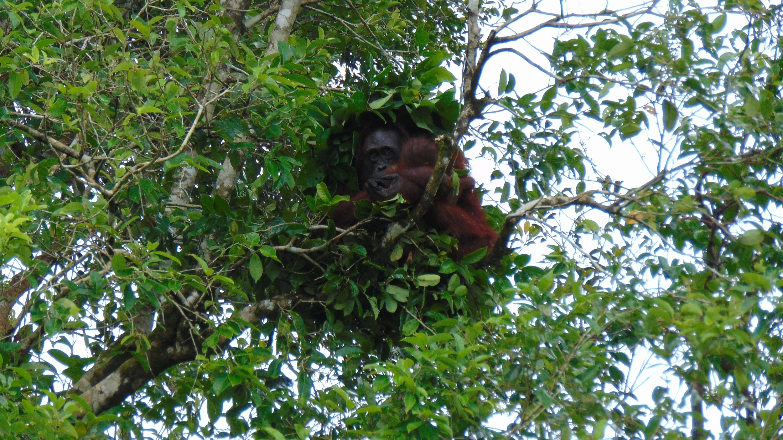 Orangutan Stories: Queen & Quentin — Orangutan Foundation