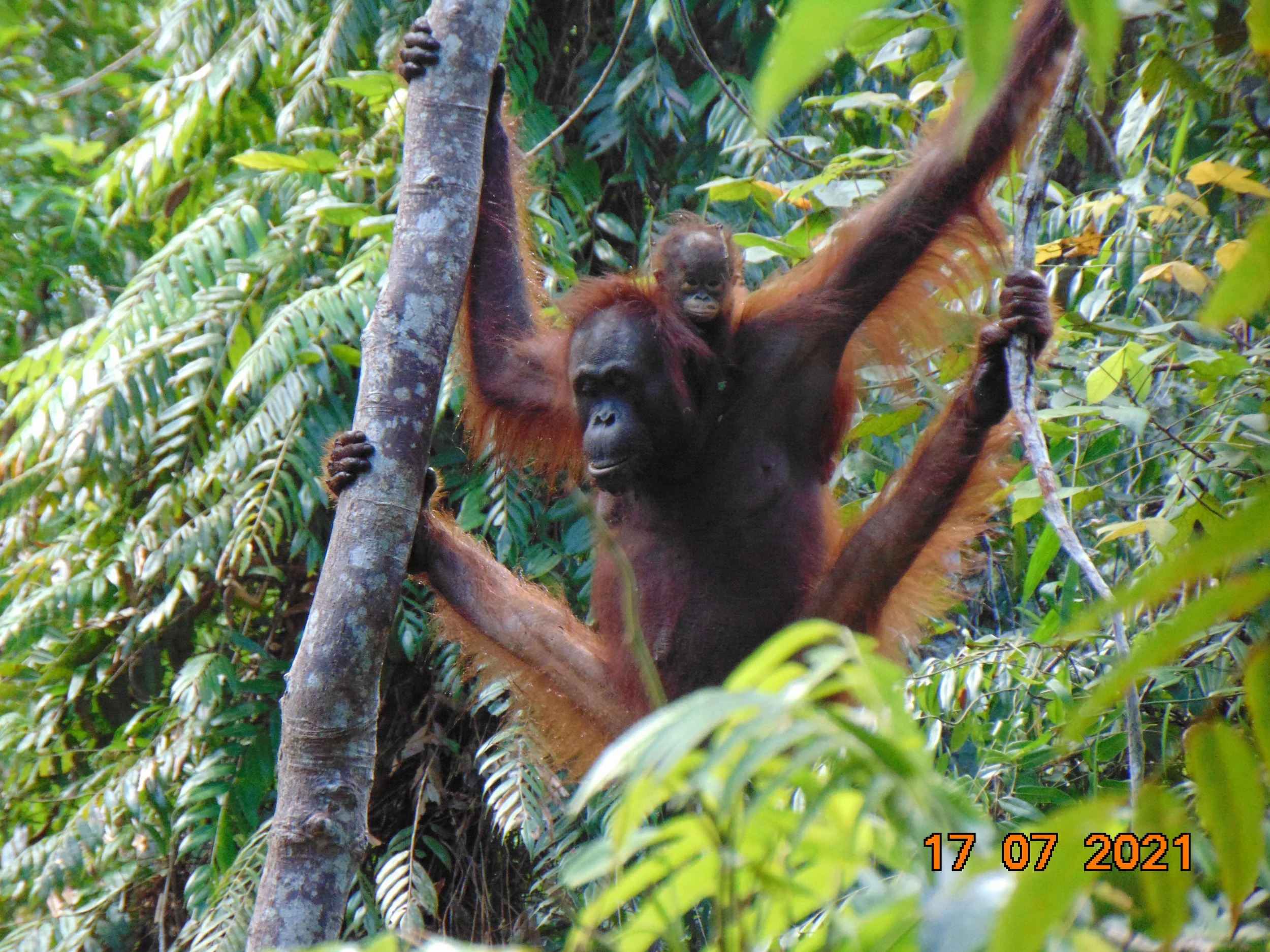 Orangutan Stories: Queen & Quentin — Orangutan Foundation