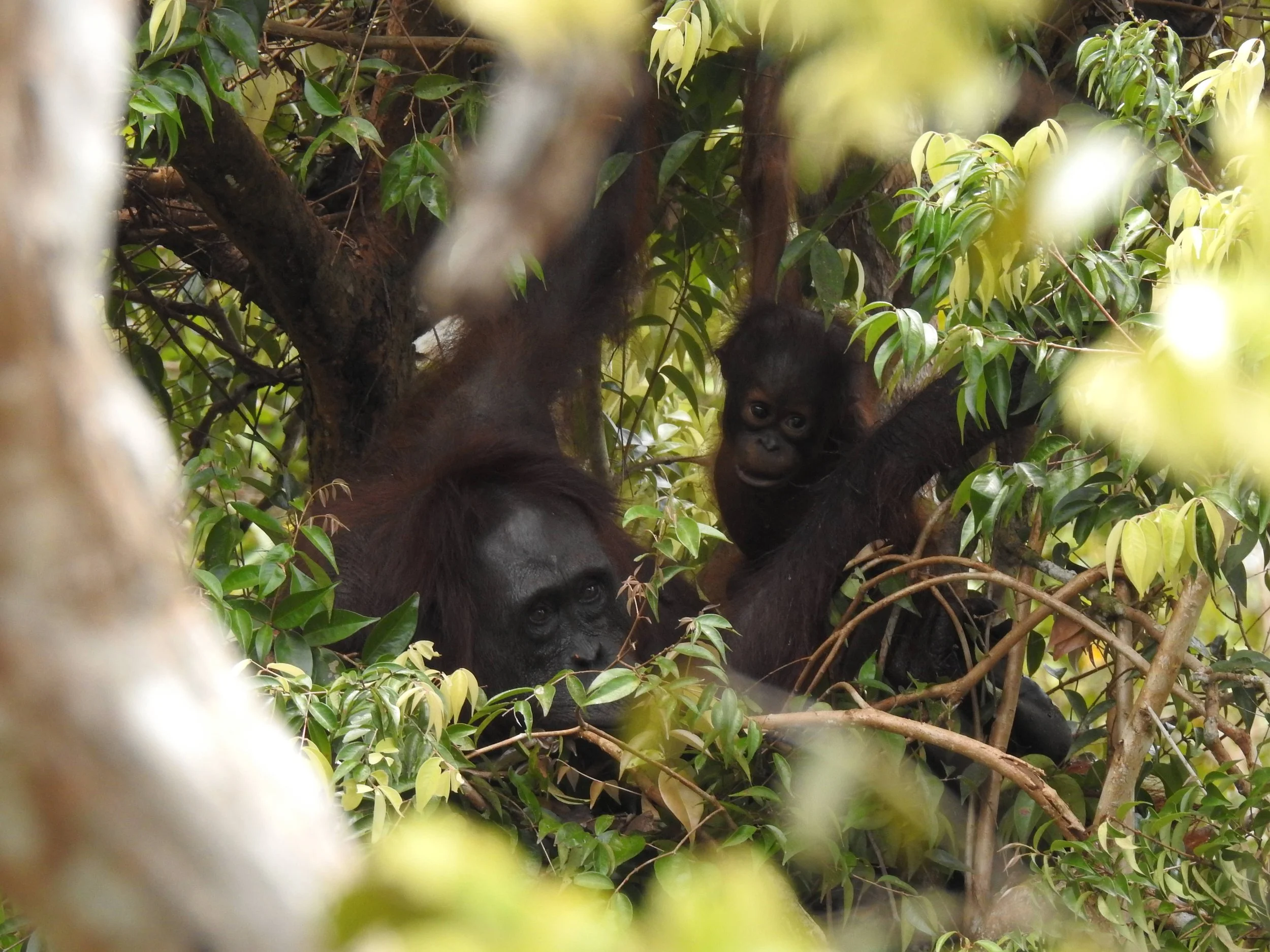 Orangutan Stories: Queen & Quentin — Orangutan Foundation