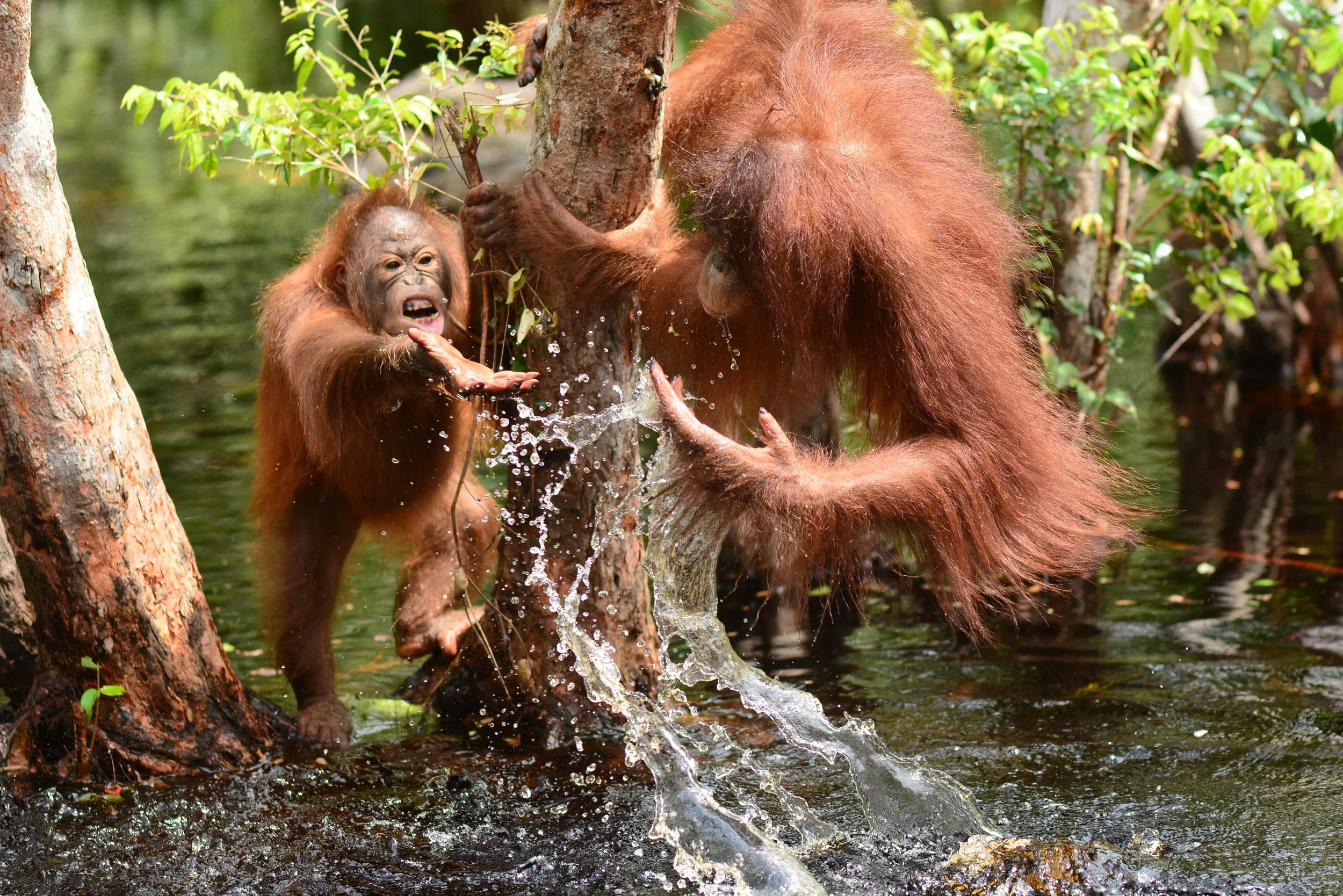 Orangutan Stories: Timtom — Orangutan Foundation