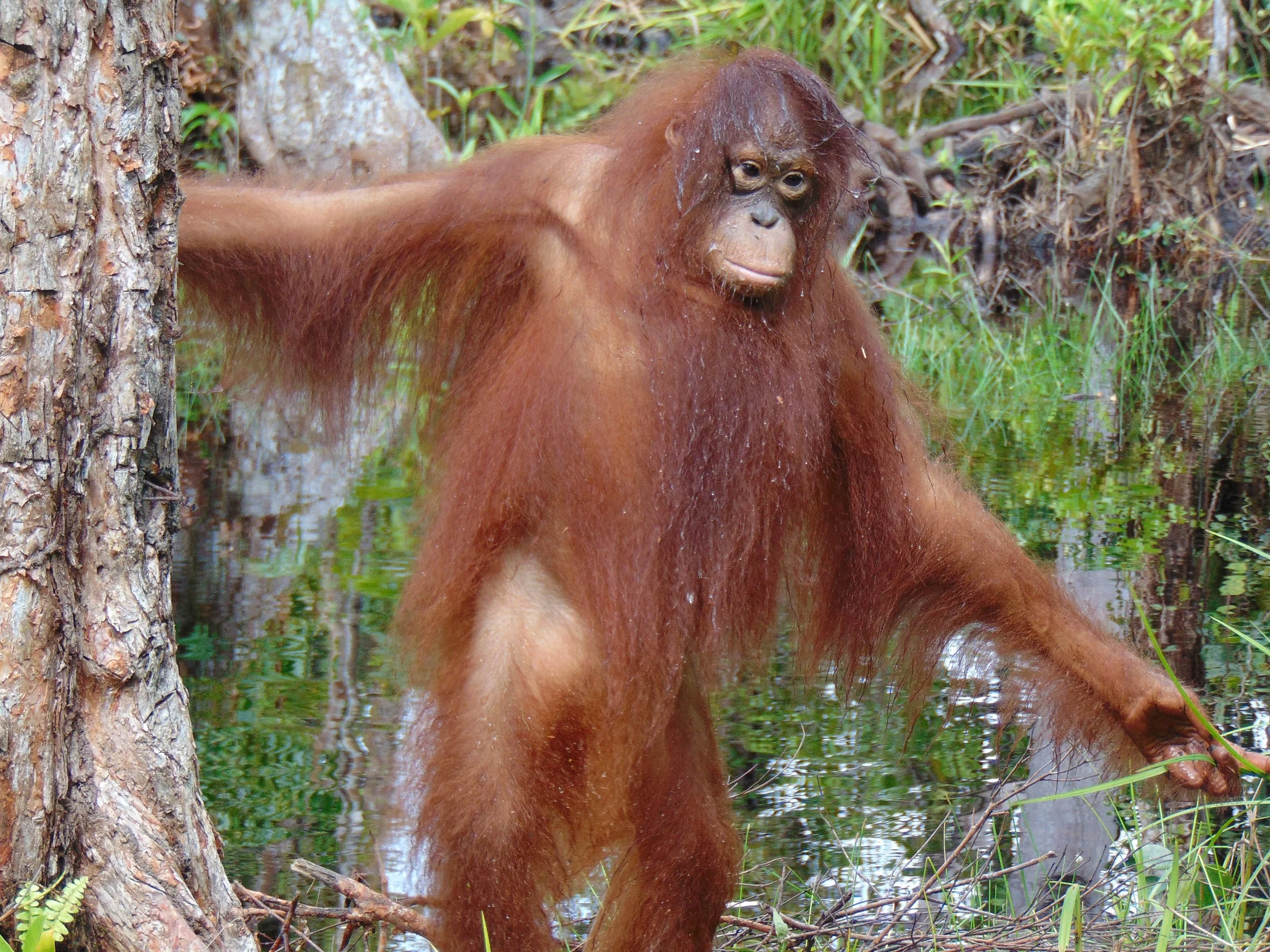 Sad Orangutan Standing