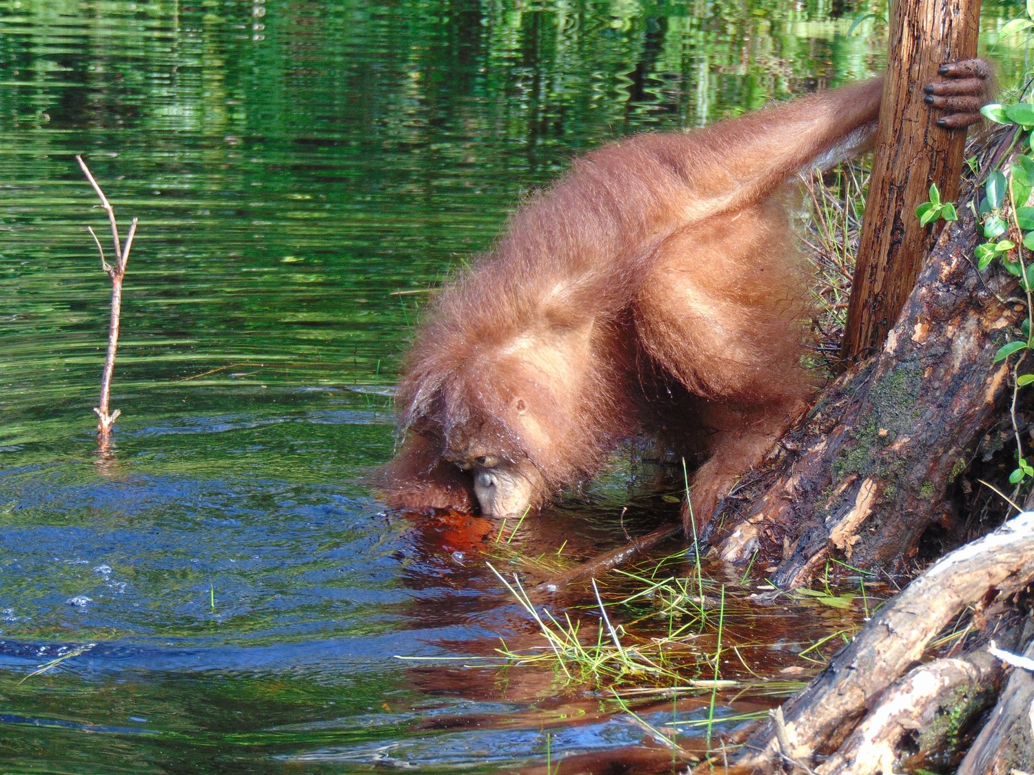 Orangutan Stories: Timtom — Orangutan Foundation