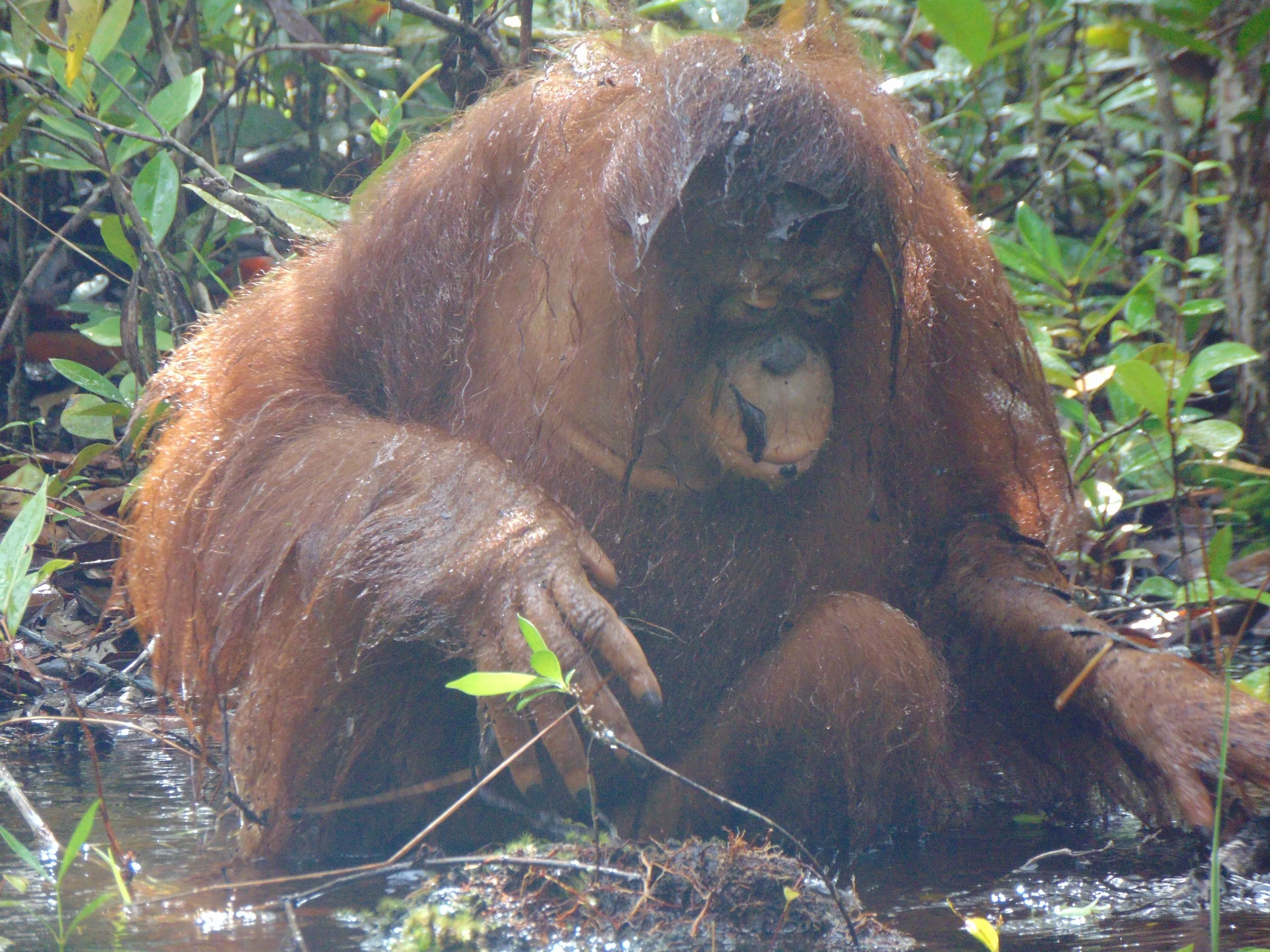 Orangutan Stories: Timtom — Orangutan Foundation