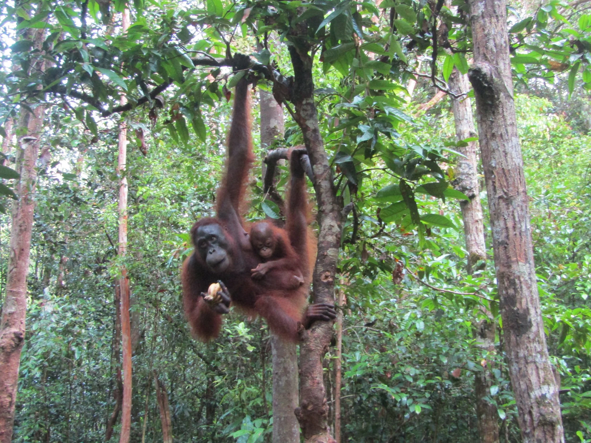 Blog — Orangutan Foundation