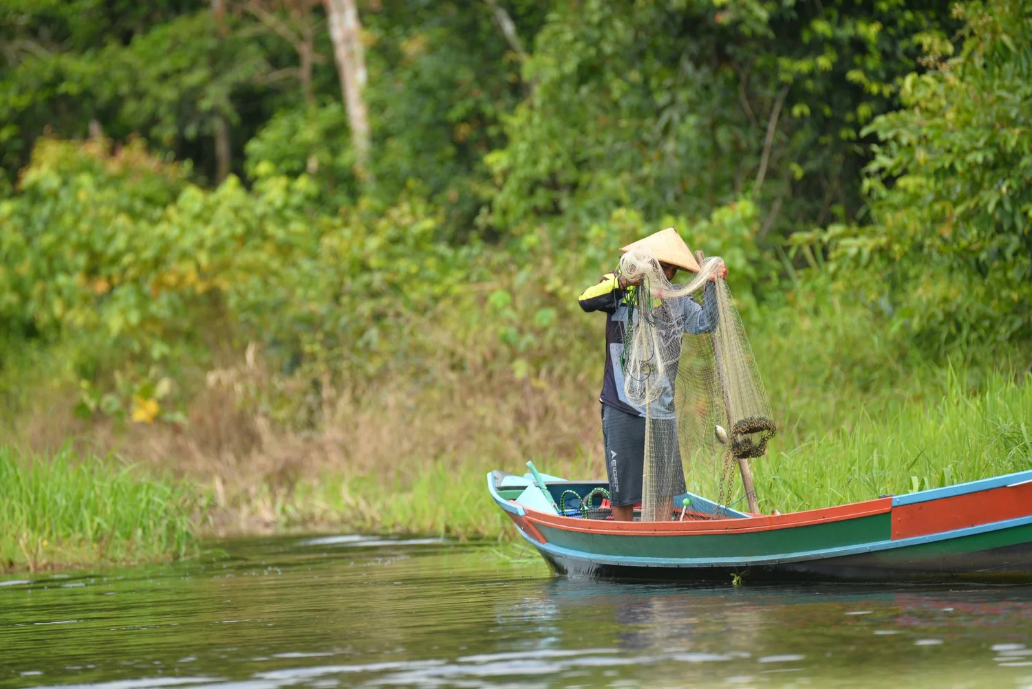 Peat swamp forests: the critical home to the orangutan — Orangutan ...
