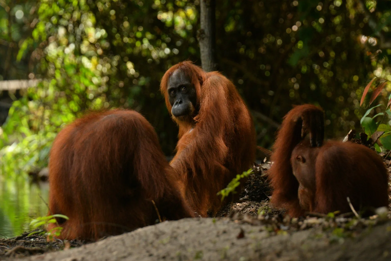 Orangutan Stories: Unusual Interactions — Orangutan Foundation