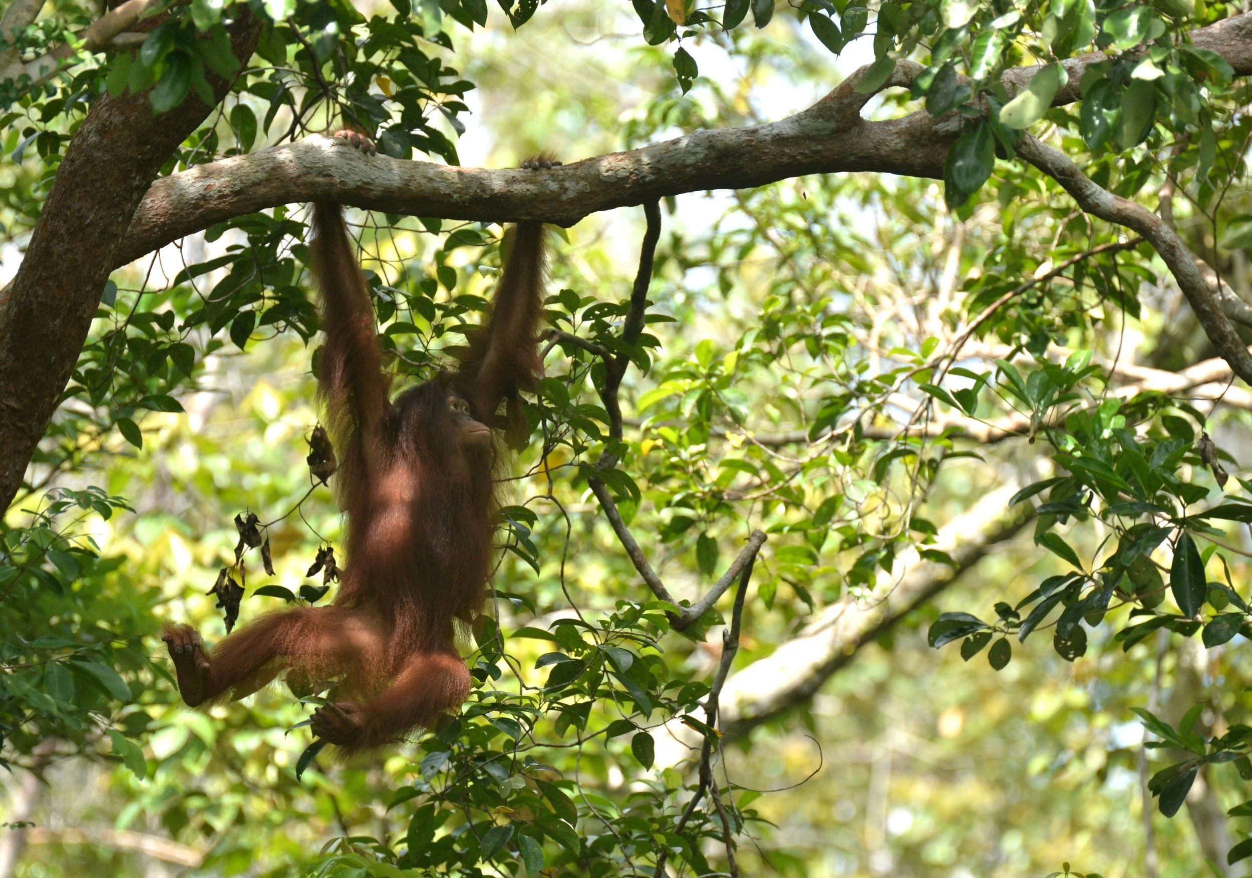 Orangutan Stories: Timtom’s Beautiful Hair — Orangutan Foundation