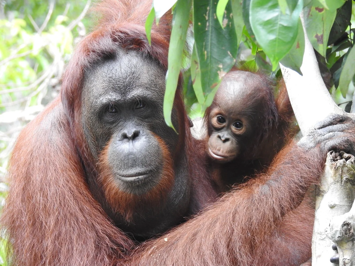 Orangutans — Orangutan Foundation