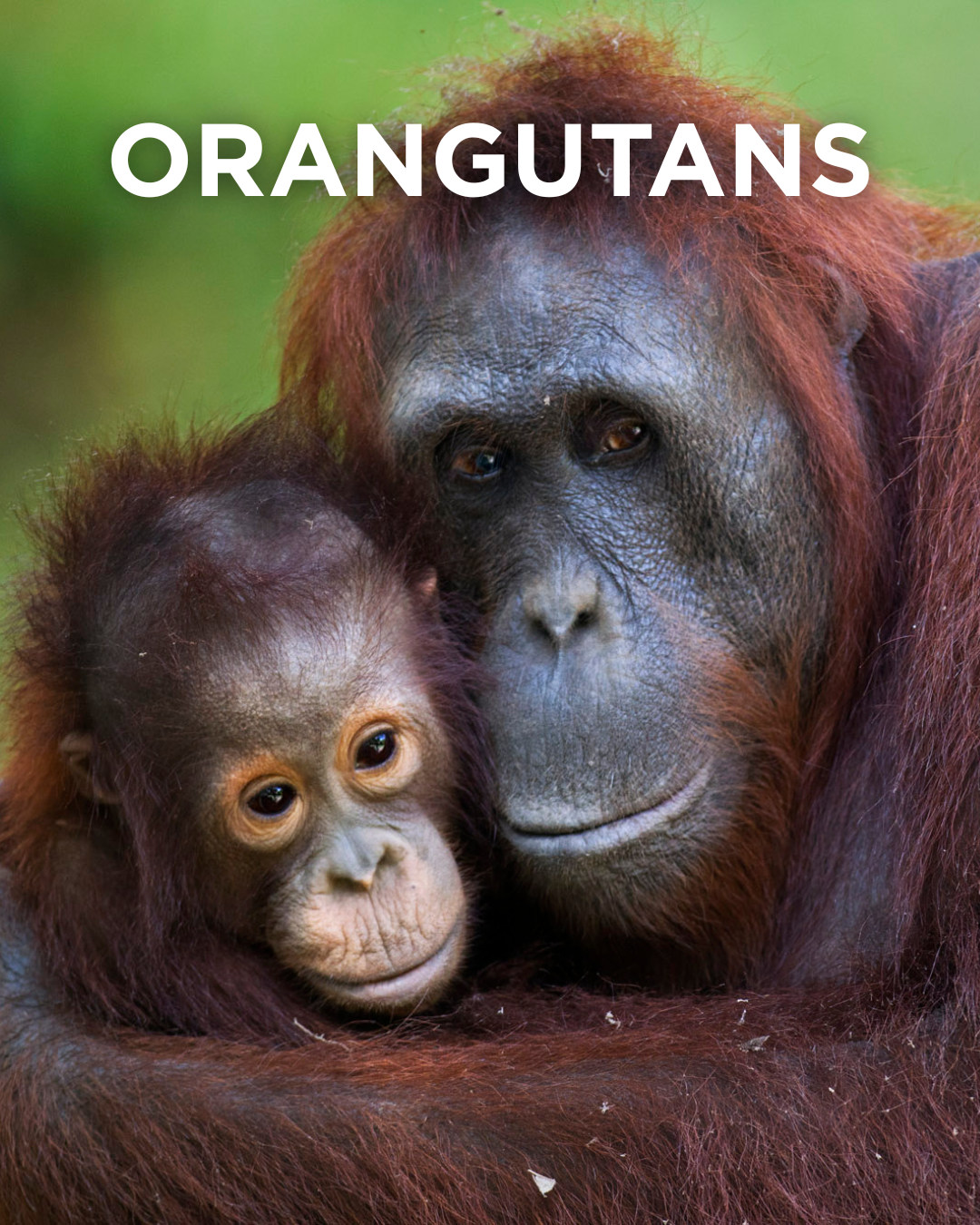 Orangutan Foundation