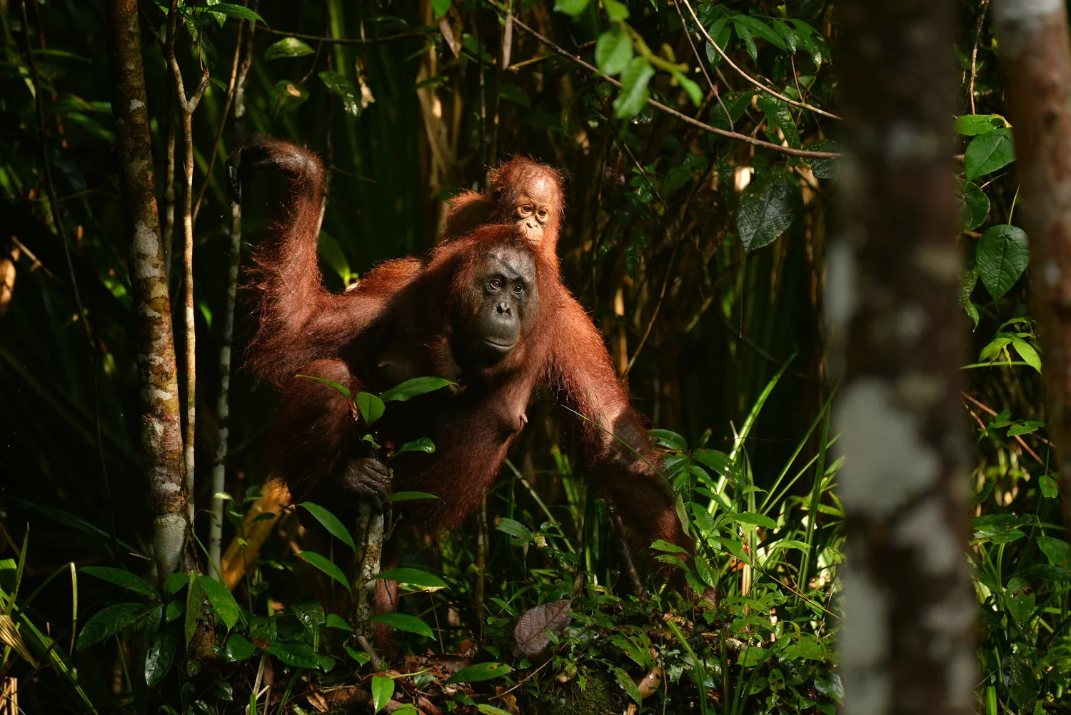 Orangutan Stories: finding a mate as a semi-solitary species ...