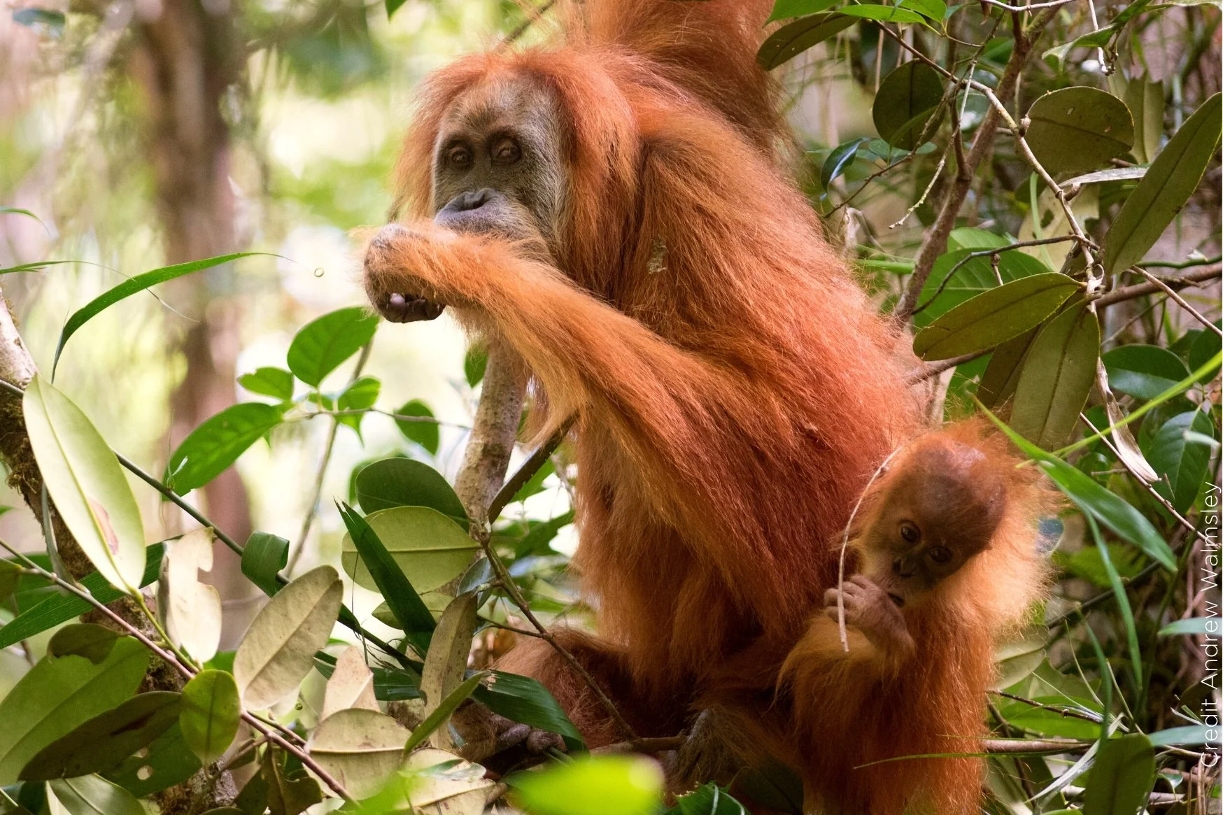 Saving the most endangered great ape - the Tapanuli orangutan — Orangutan Foundation
