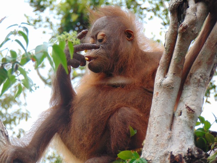 Orangutan Facts — Orangutan Foundation