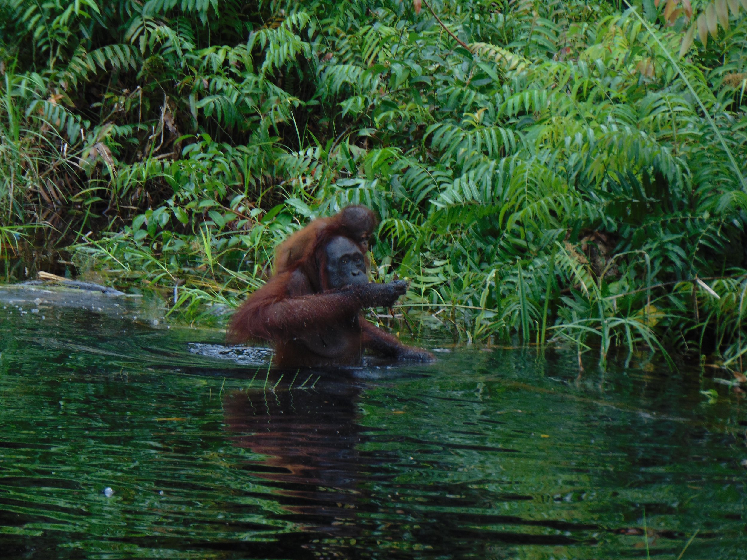 Orangutan Stories: Young orangutans have much to learn! — Orangutan ...