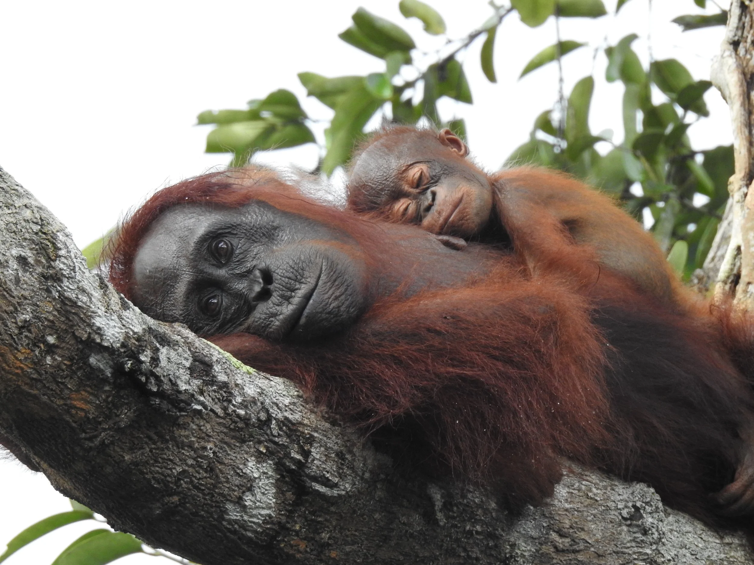 Orangutan Stories: Young orangutans have much to learn! — Orangutan ...