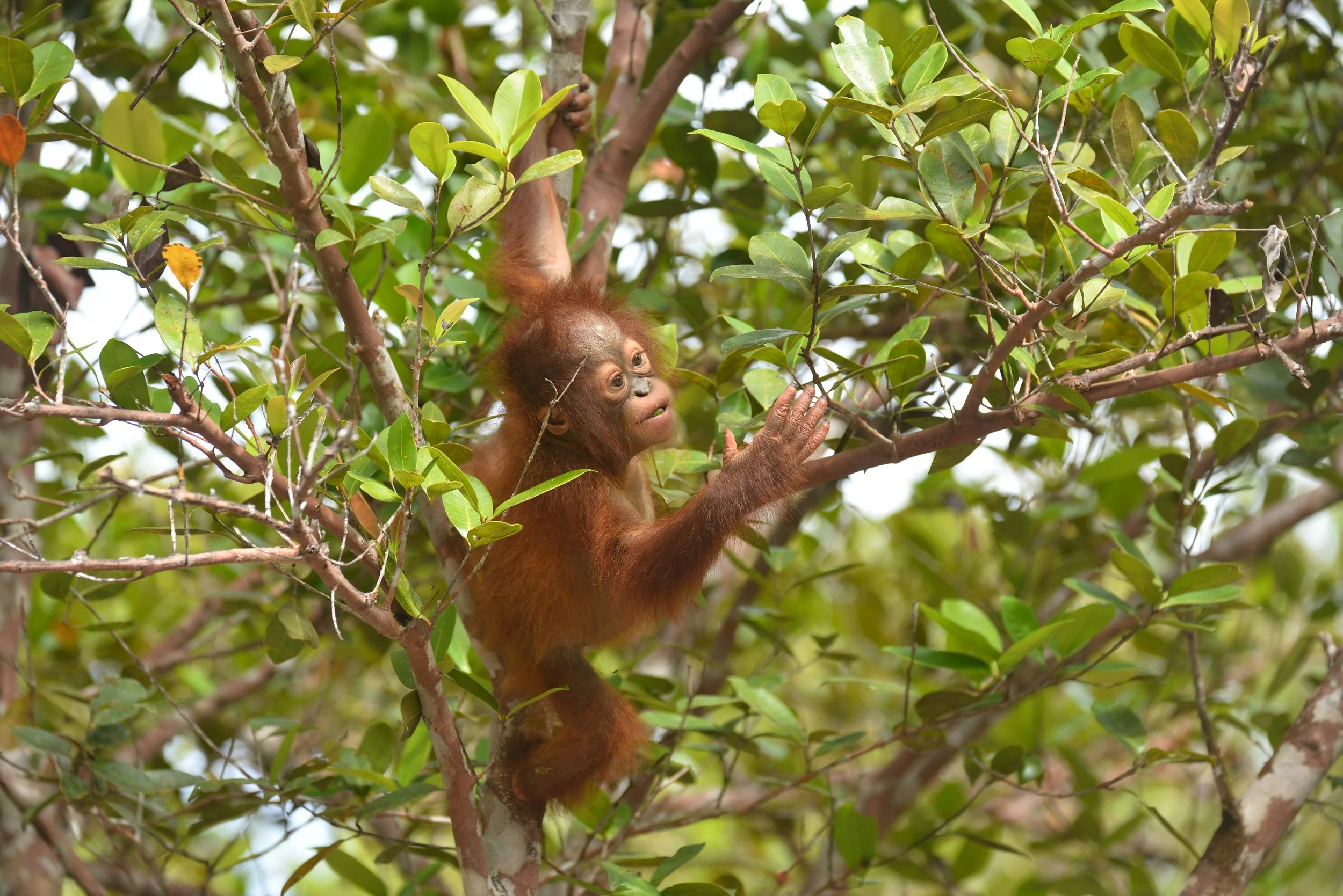 Orangutan Stories: Gunawan‘s progress in the soft-release programme ...