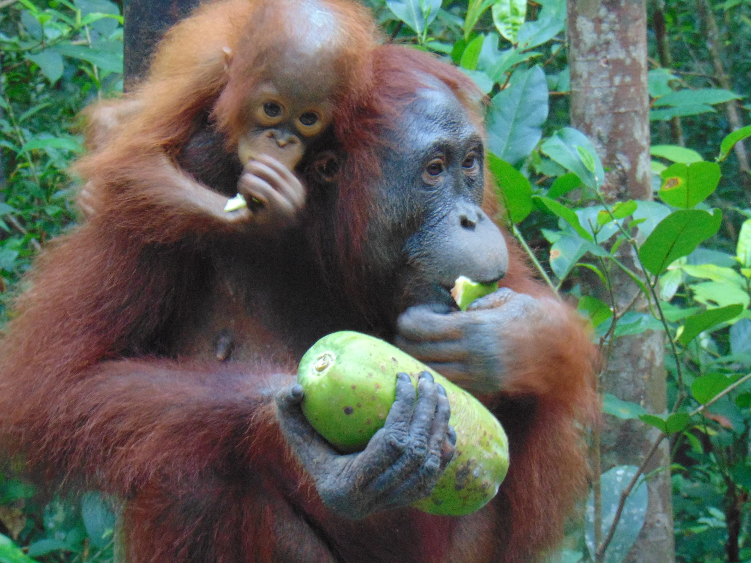 Baby Orangutans Eating