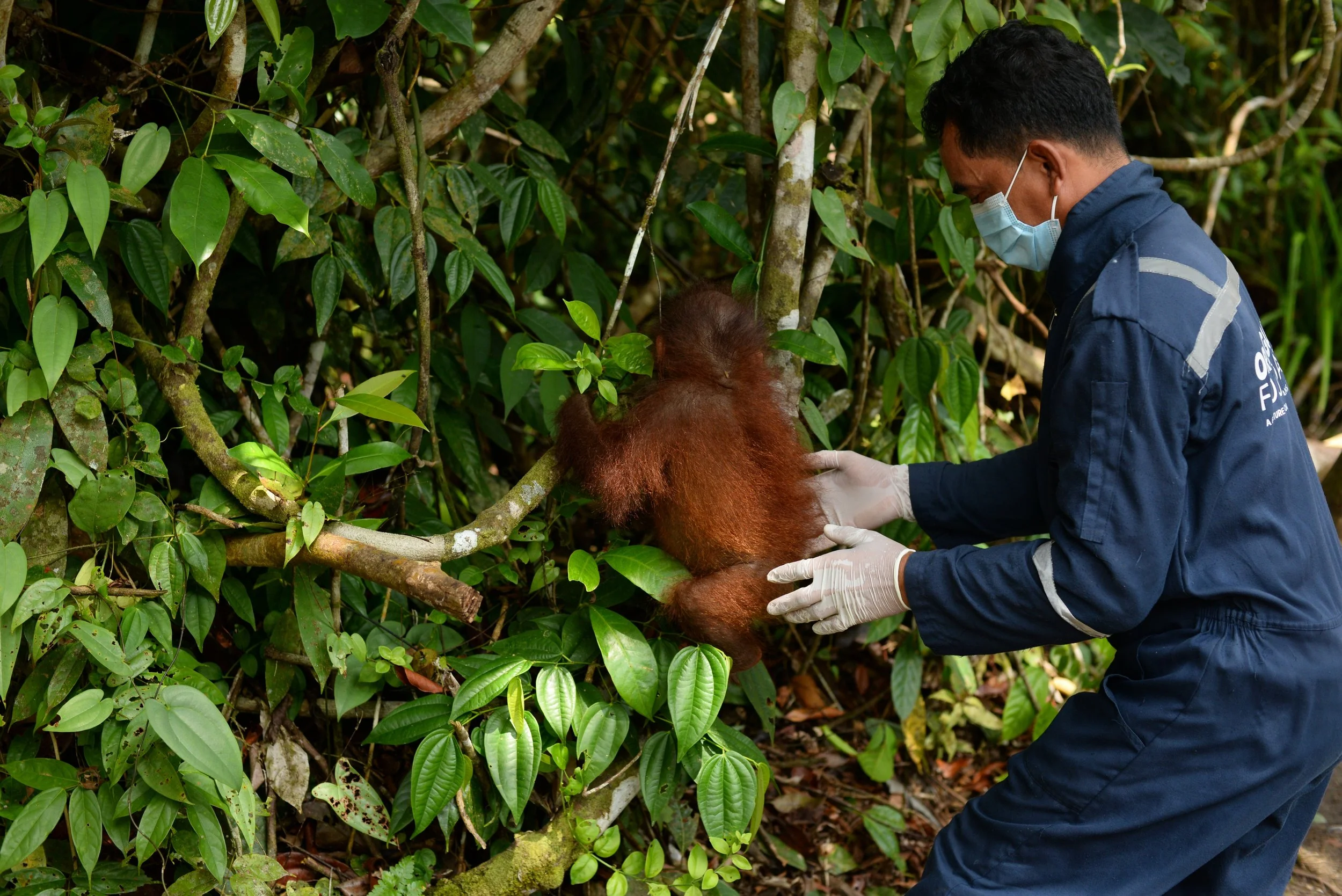 In Conversation: From bottles to new beginnings – the orangutan carers ...