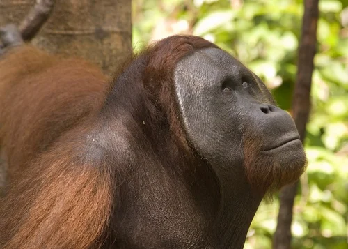 Orangutan Stories: finding a mate as a semi-solitary species ...