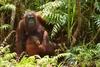 Orangutan Facts — Orangutan Foundation