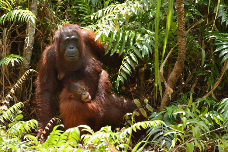 Orangutan Facts — Orangutan Foundation