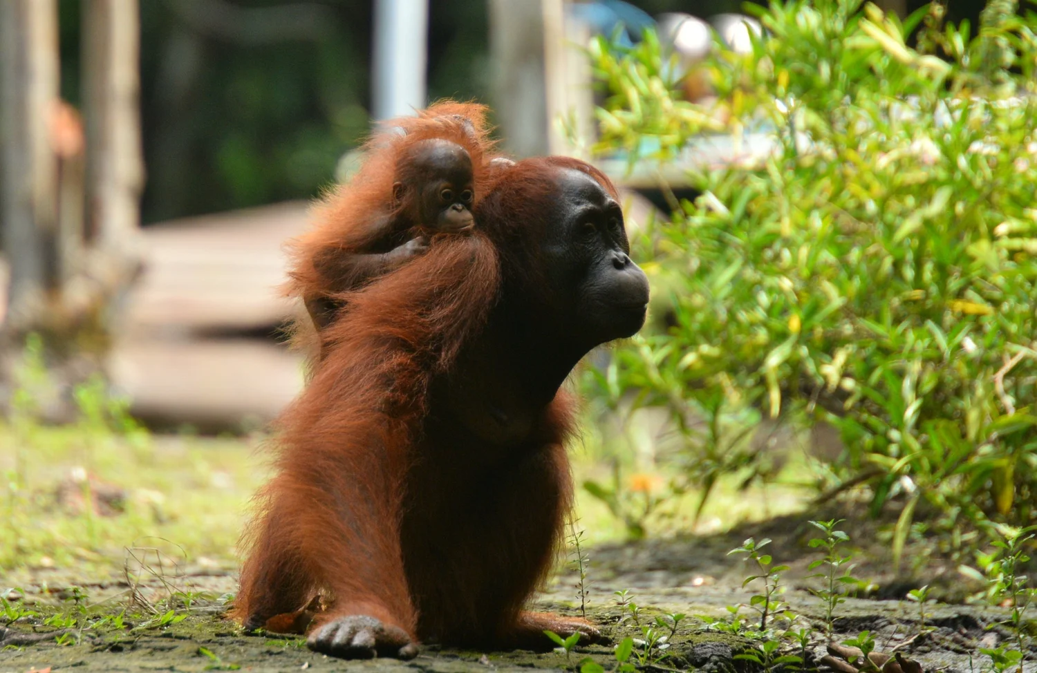 Orangutan Stories: Unusual Interactions — Orangutan Foundation