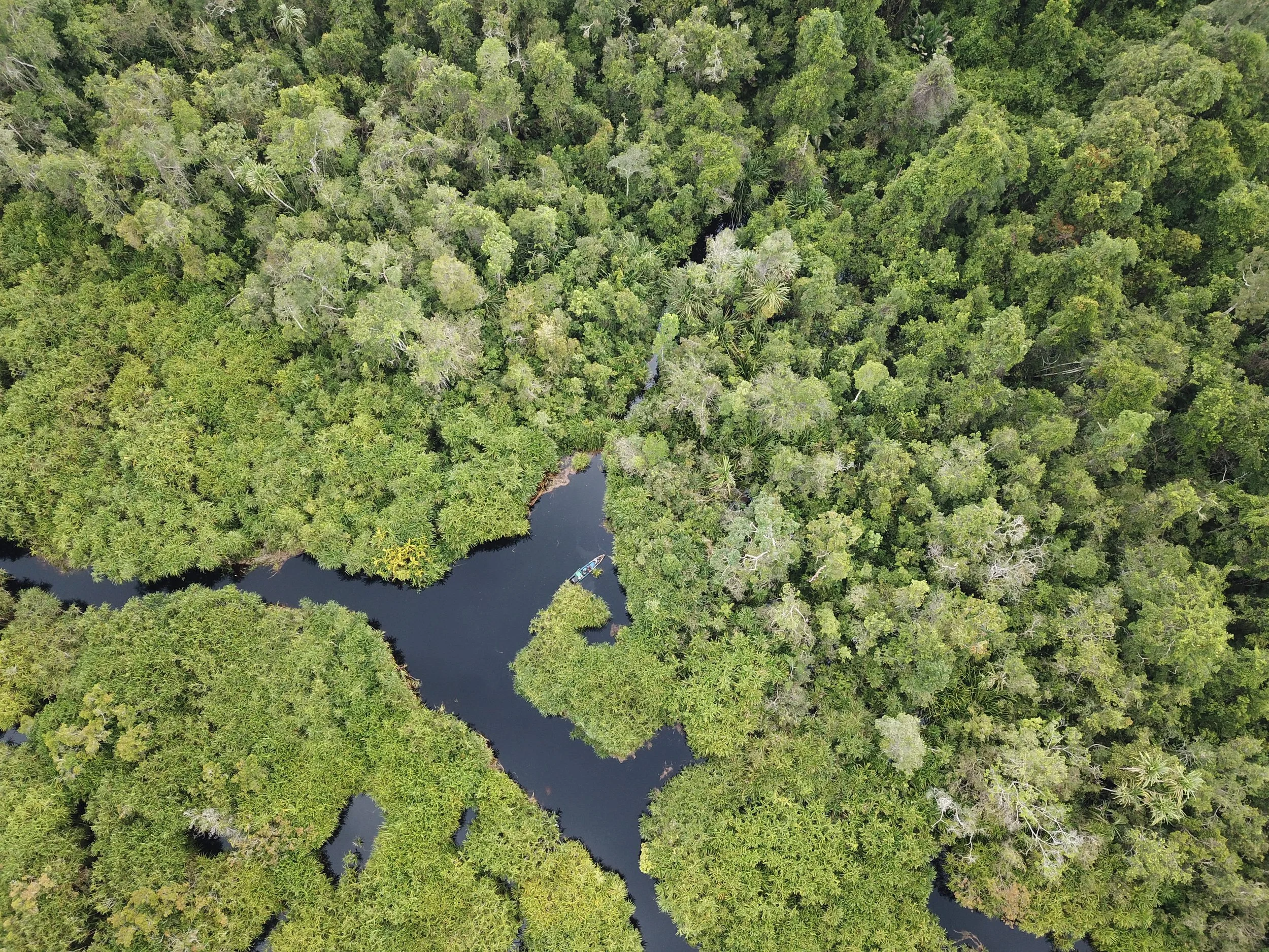 Peat swamp forests: the critical home to the orangutan — Orangutan ...