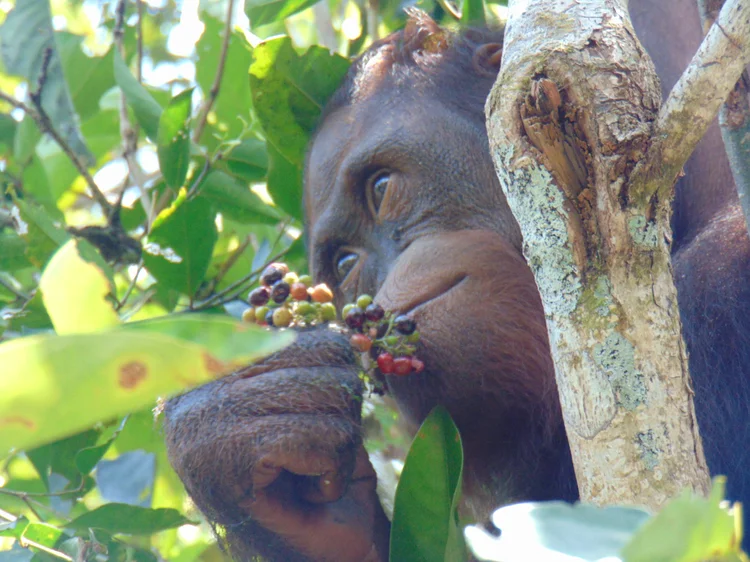 Orangutan Stories: Exploring Food in the Forest — Orangutan Foundation