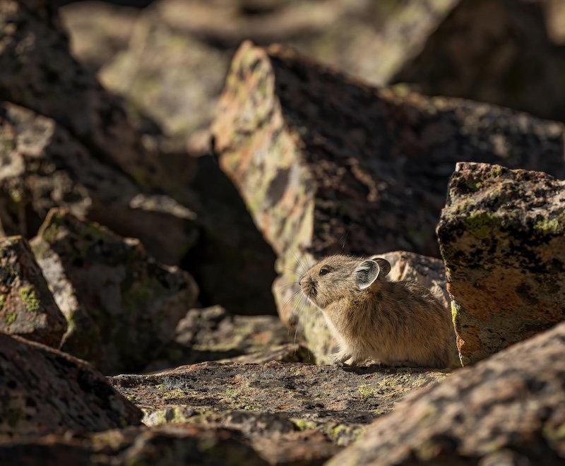 Baby Pikas: As Cute As Can Be — Deirdre Denali Photography