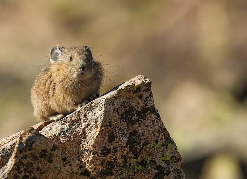 Baby Pikas: As Cute As Can Be — Deirdre Denali Photography