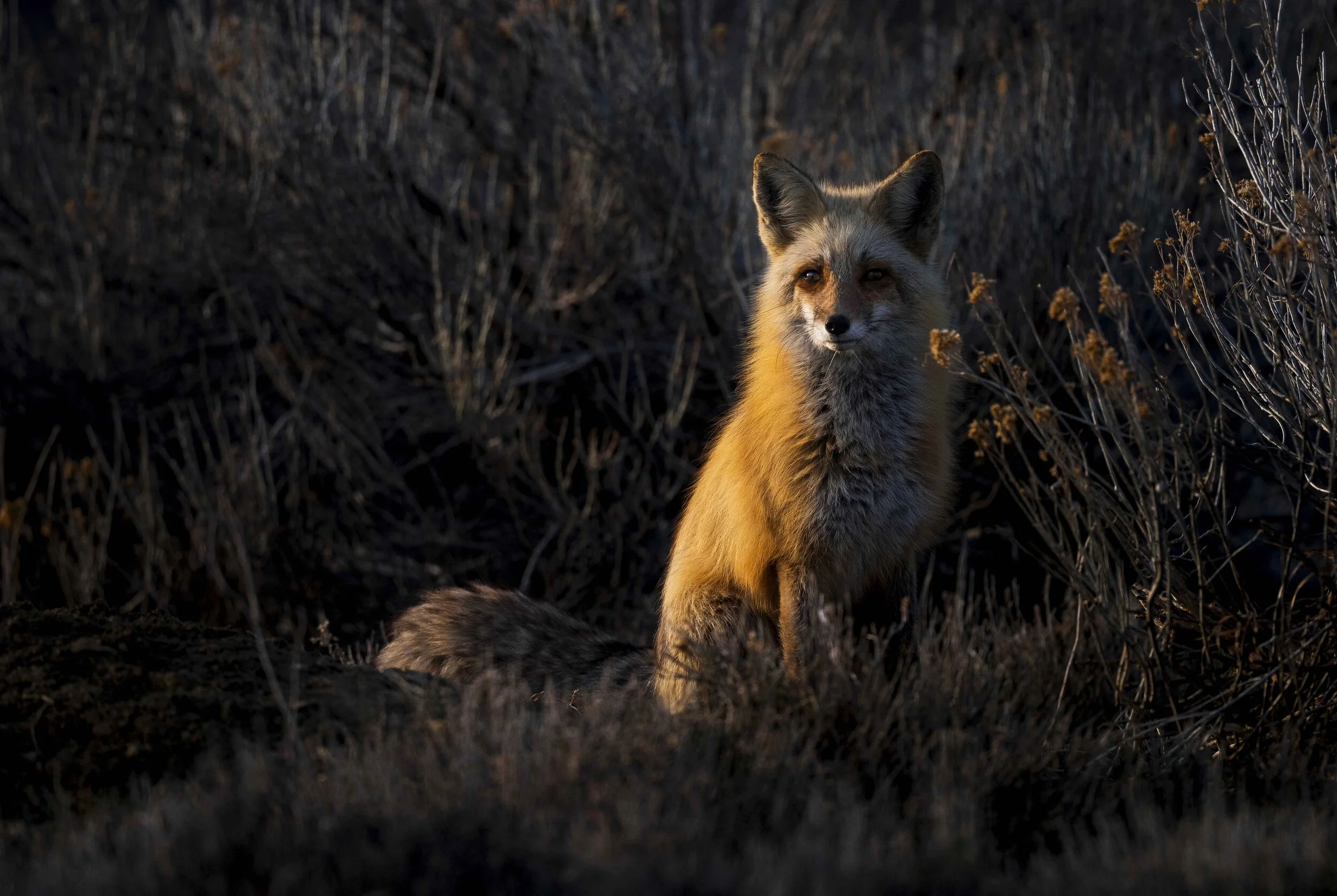 5 Ways to be a Red Fox Ally — Deirdre Denali Photography