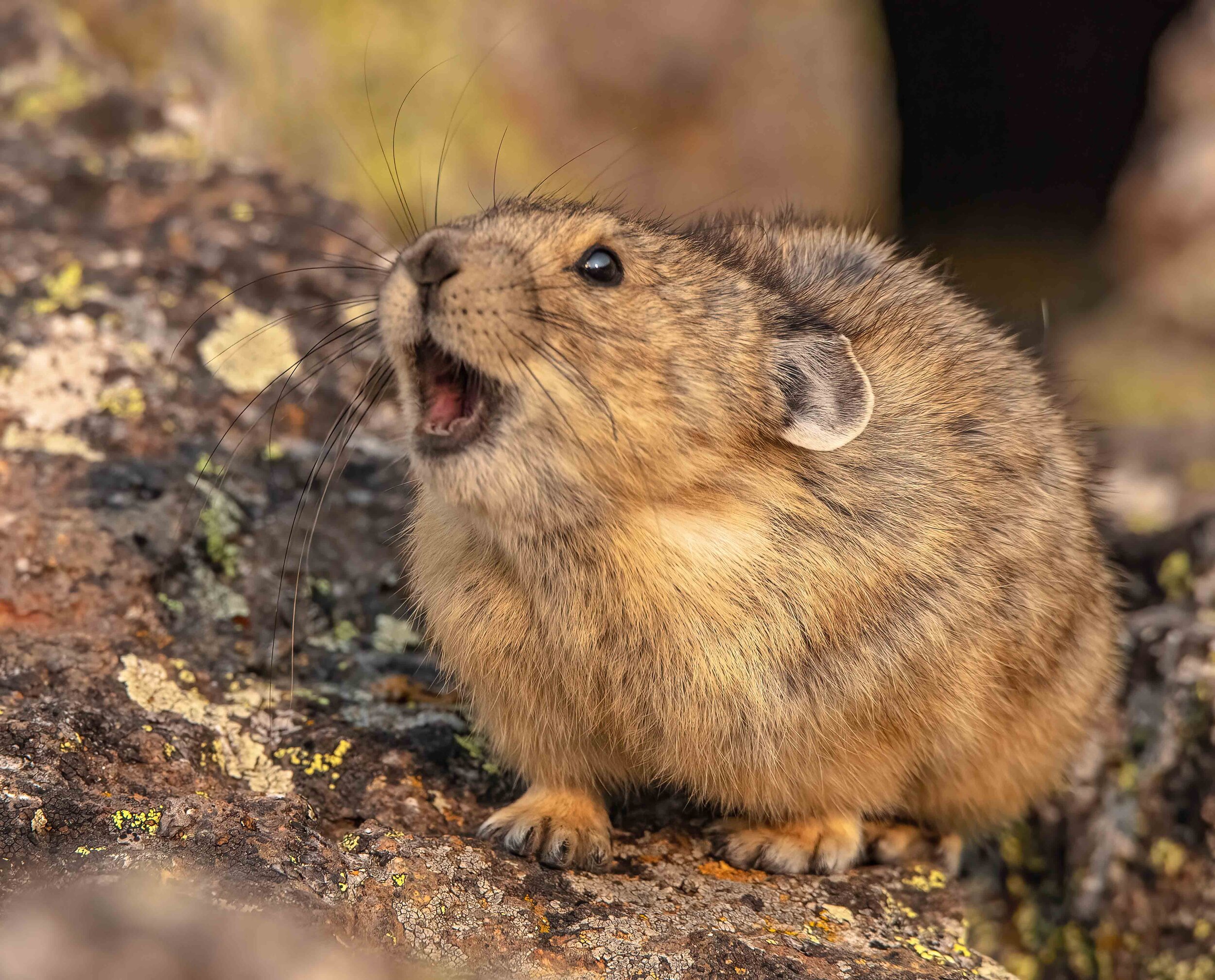 Why I Love the American Pika — Deirdre Denali Photography