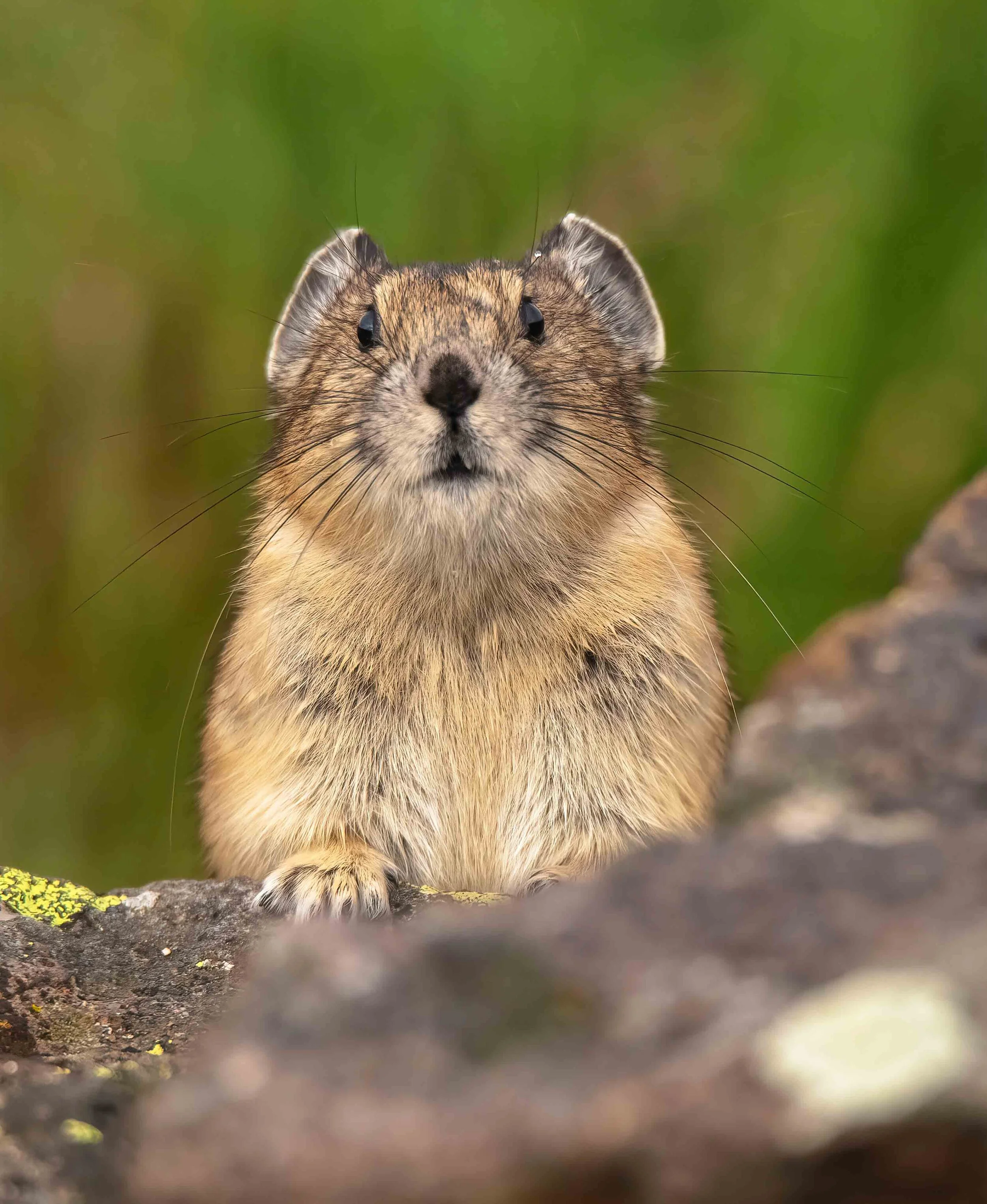Why I Love the American Pika — Deirdre Denali Photography