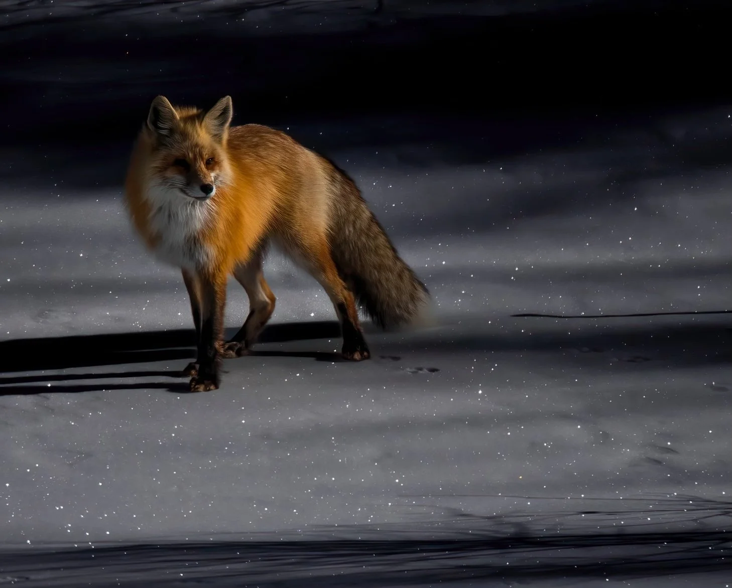 Red Fox Study — Deirdre Denali Photography