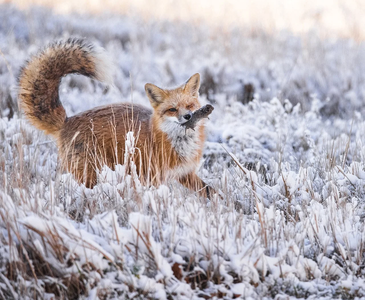 Red Fox Study — Deirdre Denali Photography
