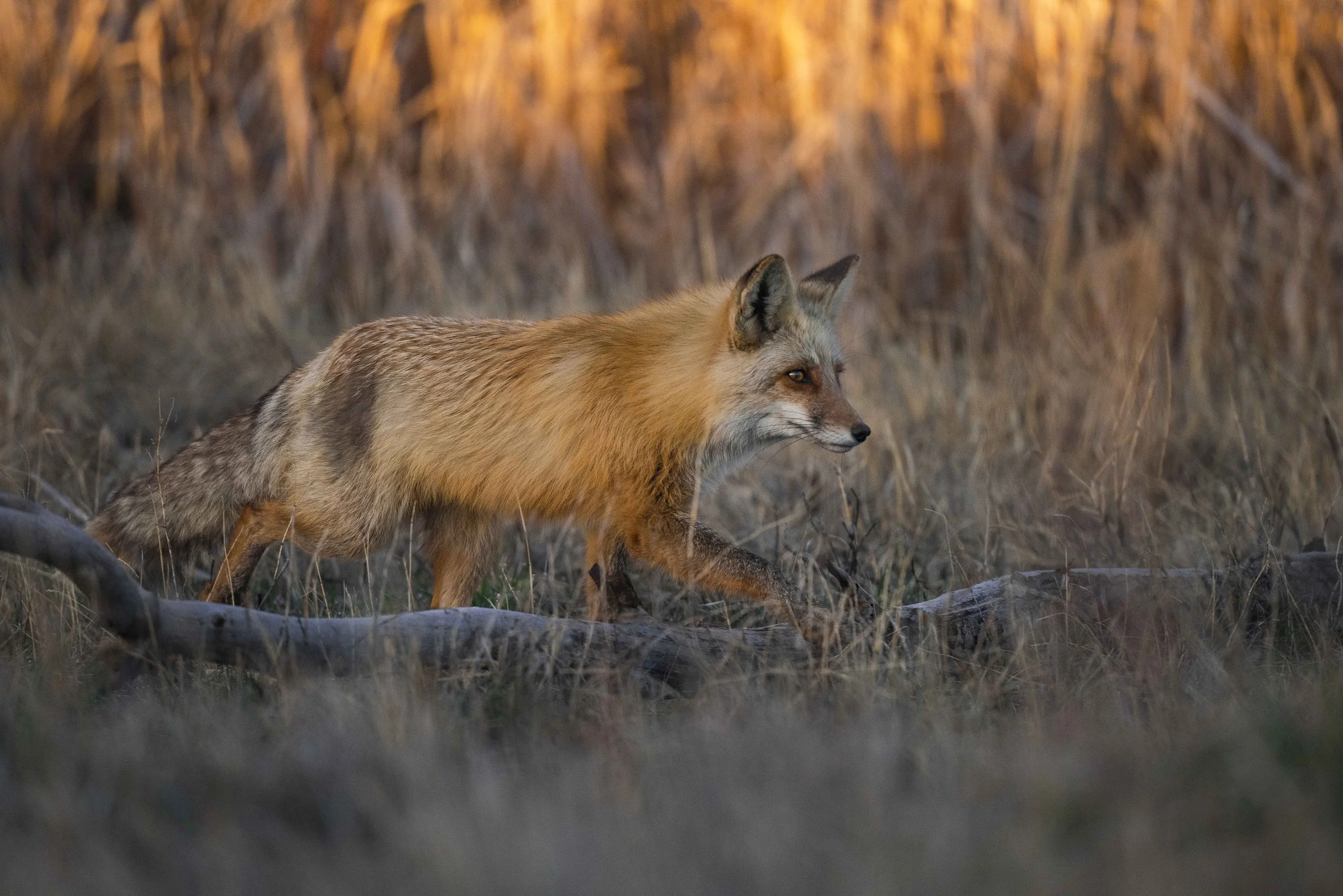 Red Fox Study — Deirdre Denali Photography