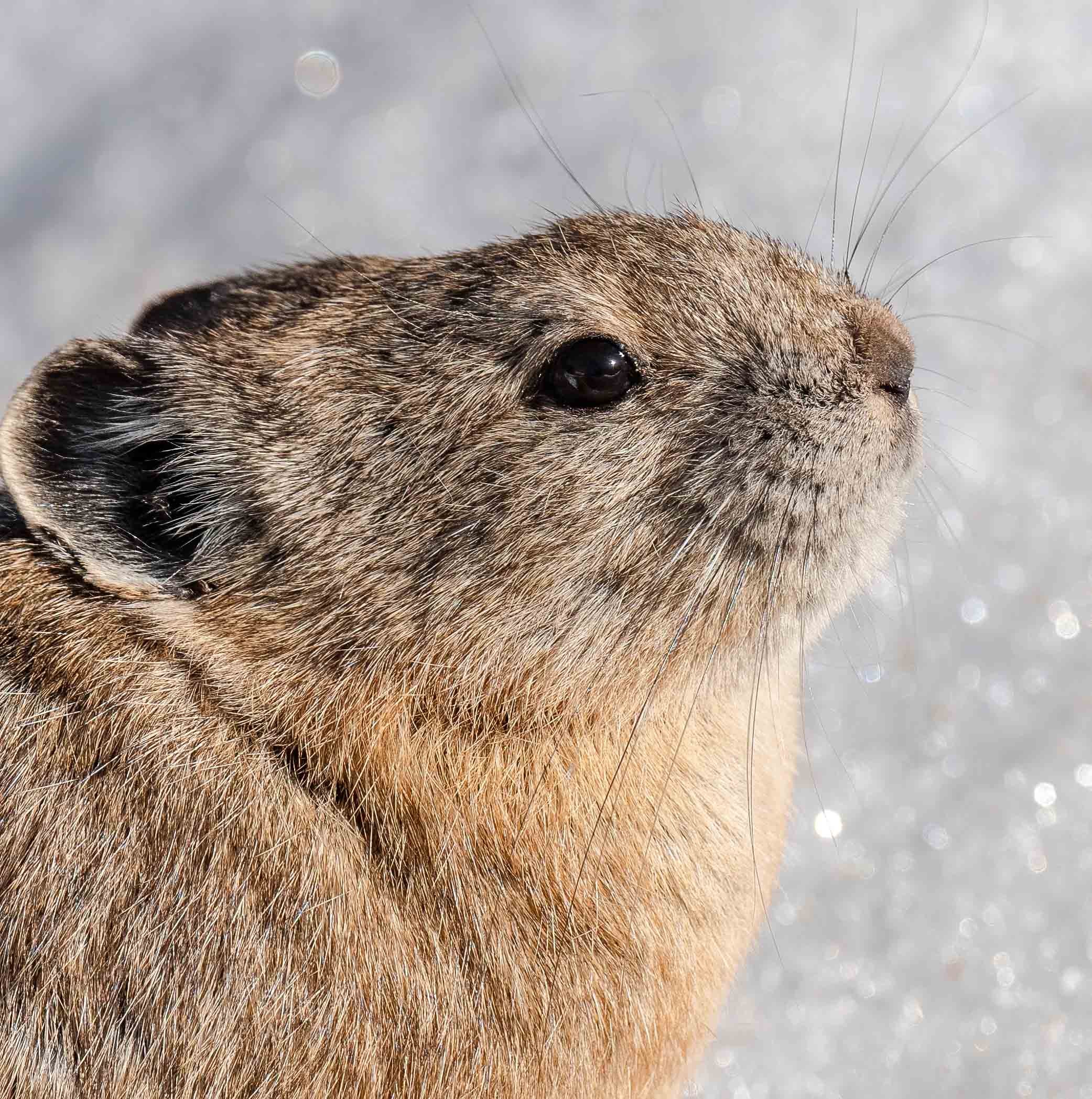American Pika Project — Deirdre Denali Photography