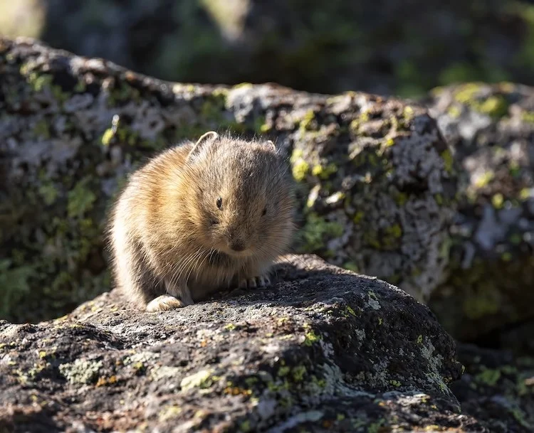 Baby Pikas: As Cute As Can Be — Deirdre Denali Photography