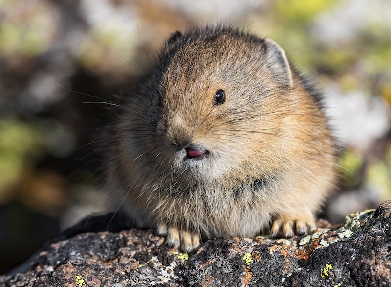 Baby Pikas: As Cute As Can Be — Deirdre Denali Photography