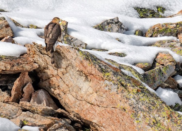 American Pika: The Ultimate Guide to the Mountain Mammal of the West ...