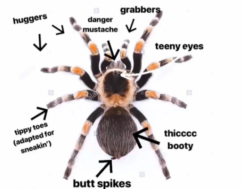 My Tarantulas: Meet The Girls — Deirdre Denali Photography