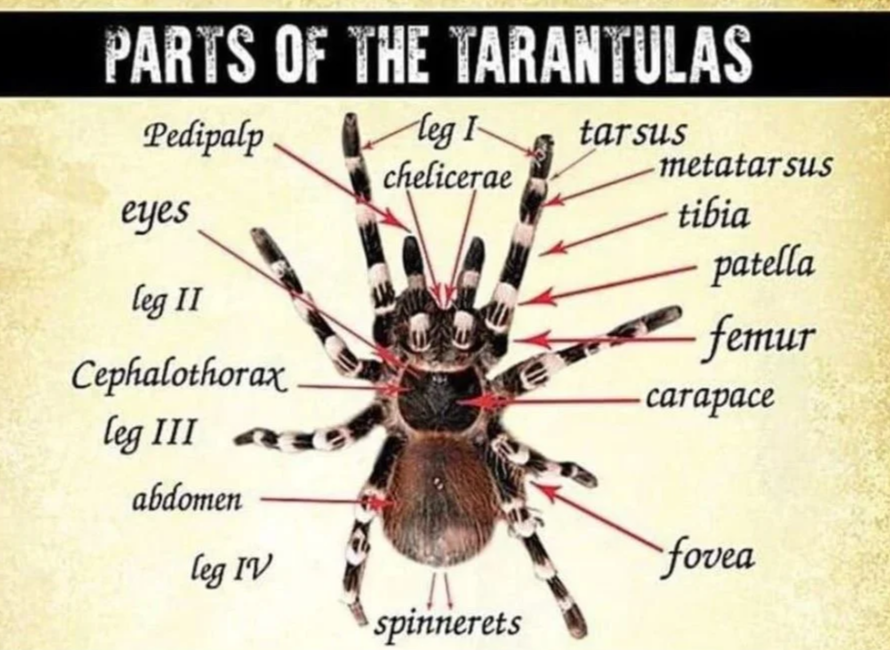 My Tarantulas: A 2026 Arachnid Update and Learning Moment — Deirdre ...