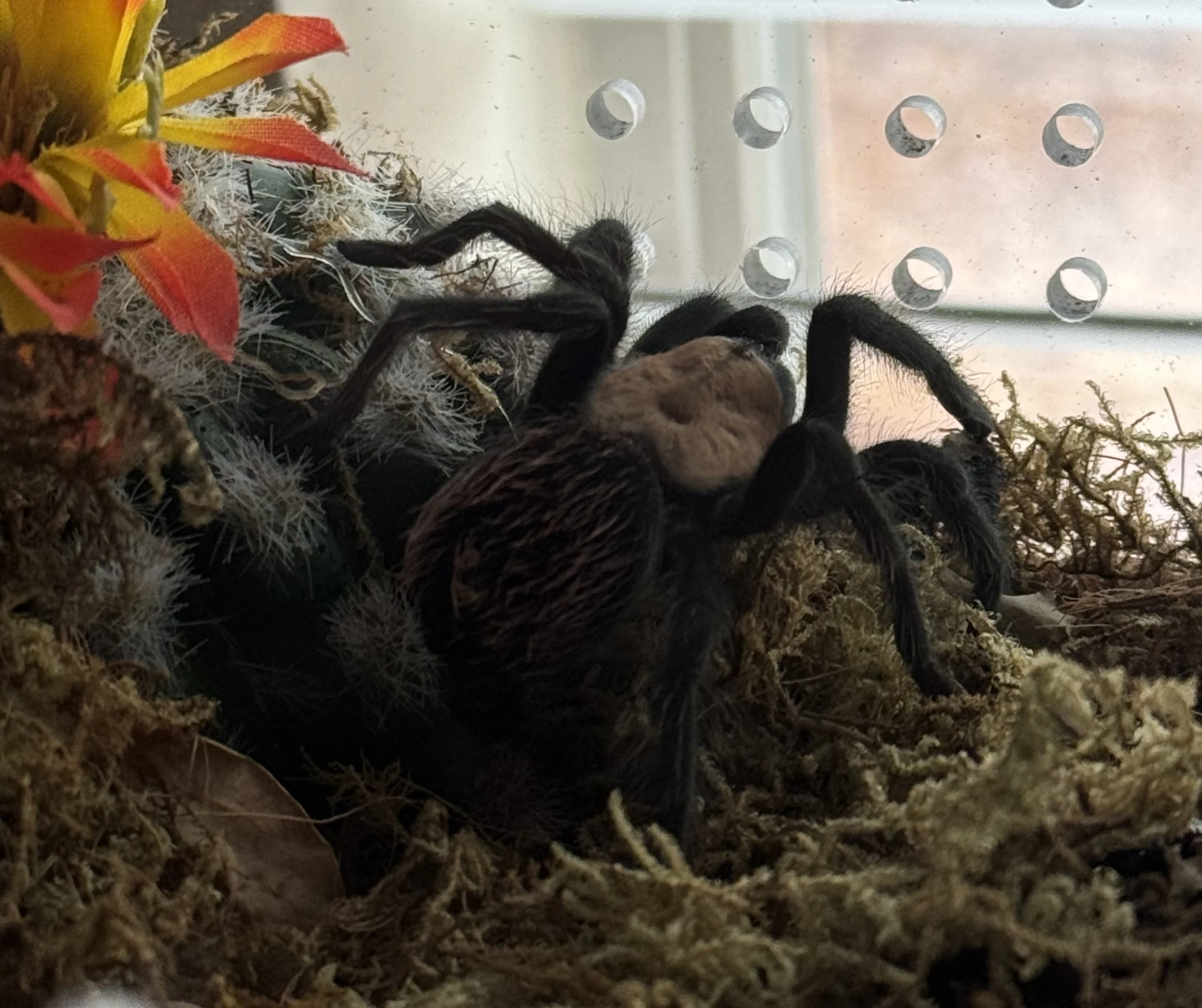 My Tarantulas: Meet The Girls — Deirdre Denali Photography