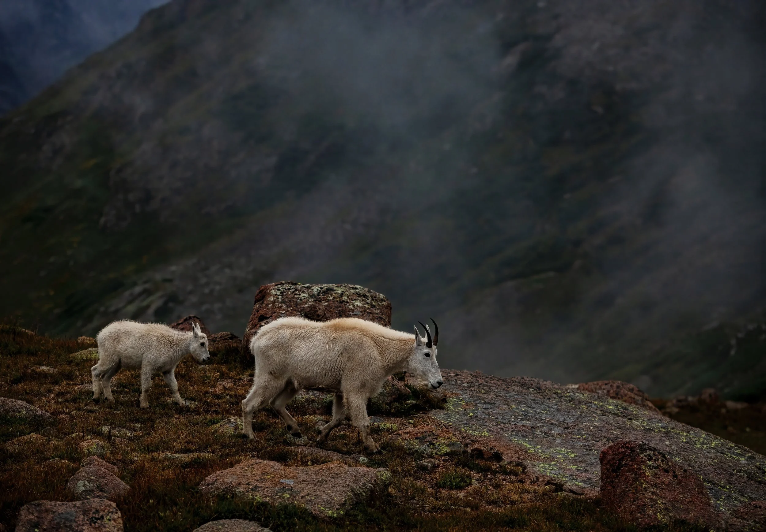 Life With Mountain Goats | Explore Wilderness Now - Discover Wildlife ...
