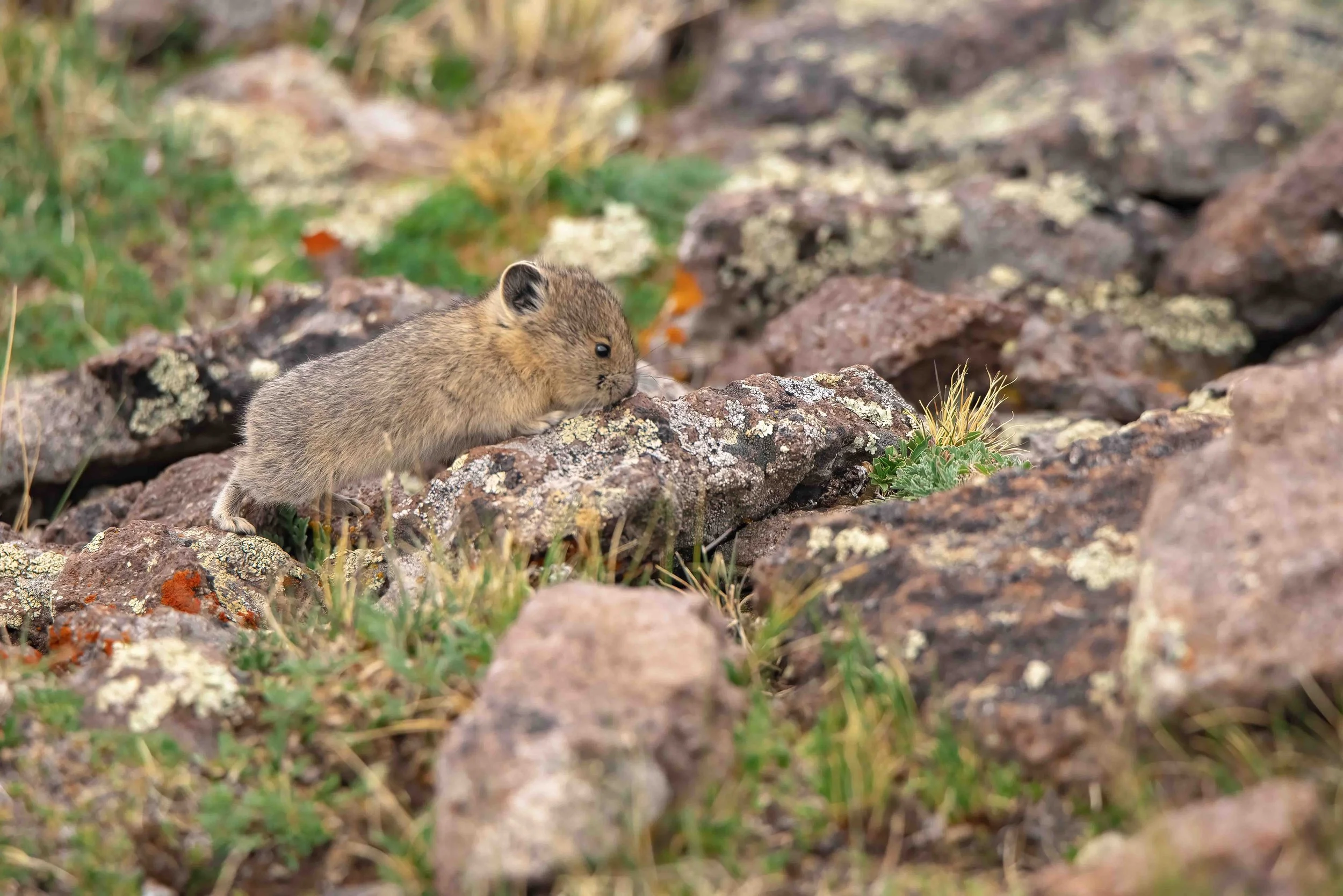 The Shot & The Story: 15 — Deirdre Denali Photography