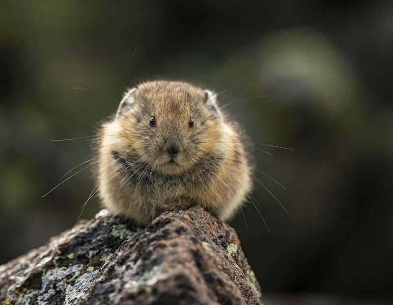 Baby Pikas: As Cute As Can Be — Deirdre Denali Photography