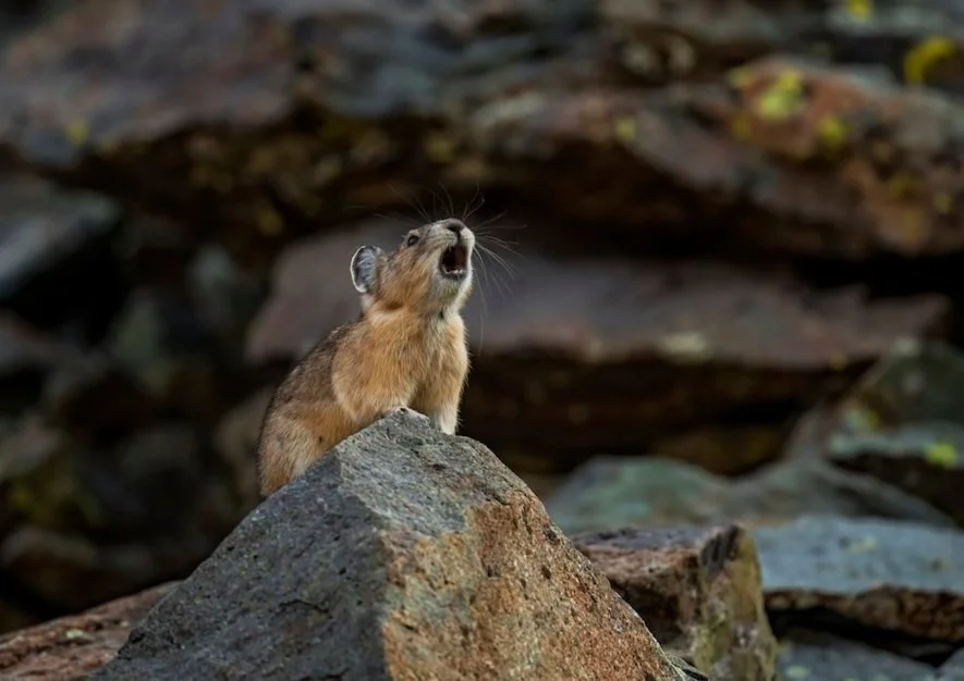 American Pika: The Ultimate Guide to the Mountain Mammal of the West ...