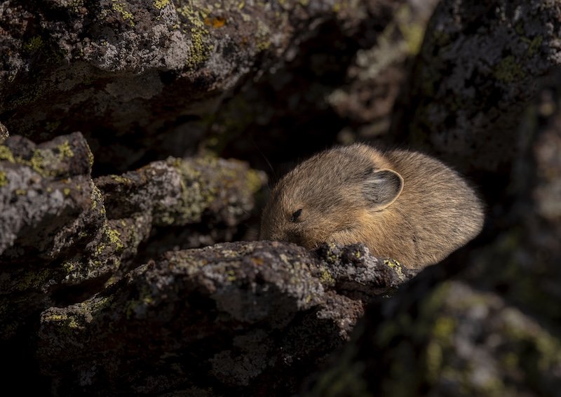 Baby Pikas: As Cute As Can Be — Deirdre Denali Photography